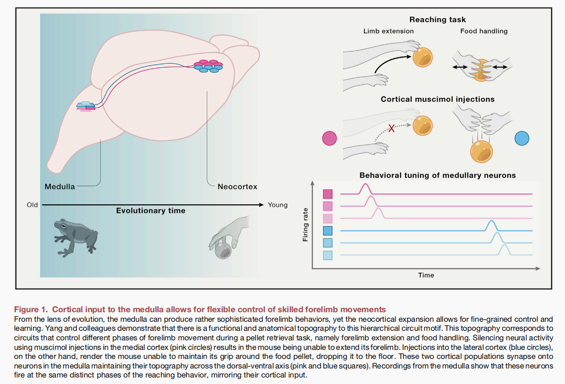 复旦大学附属儿科医院图书馆-新闻详情